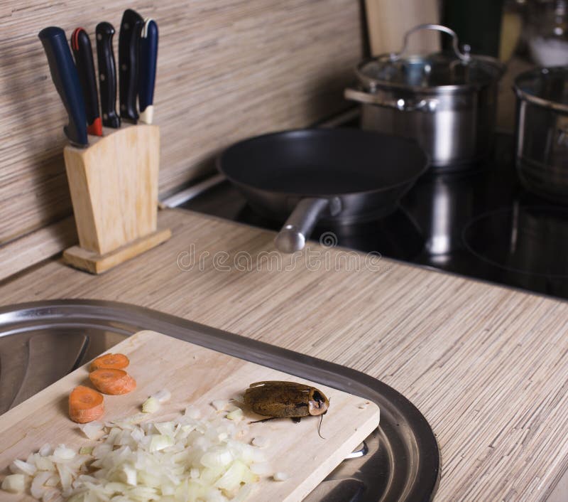 Dirty Kitchen Pile of Filthy Dishes Infested with Roaches, Lifestyle ...