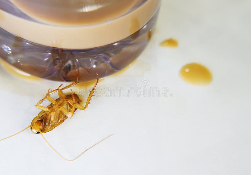 Cockroach Dead Inside the Drinking Water Stock Image - Image of pest ...