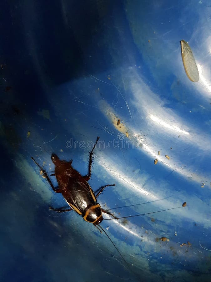 Cockroach Hole Stock Photos - Free & Royalty-Free Stock Photos from ...