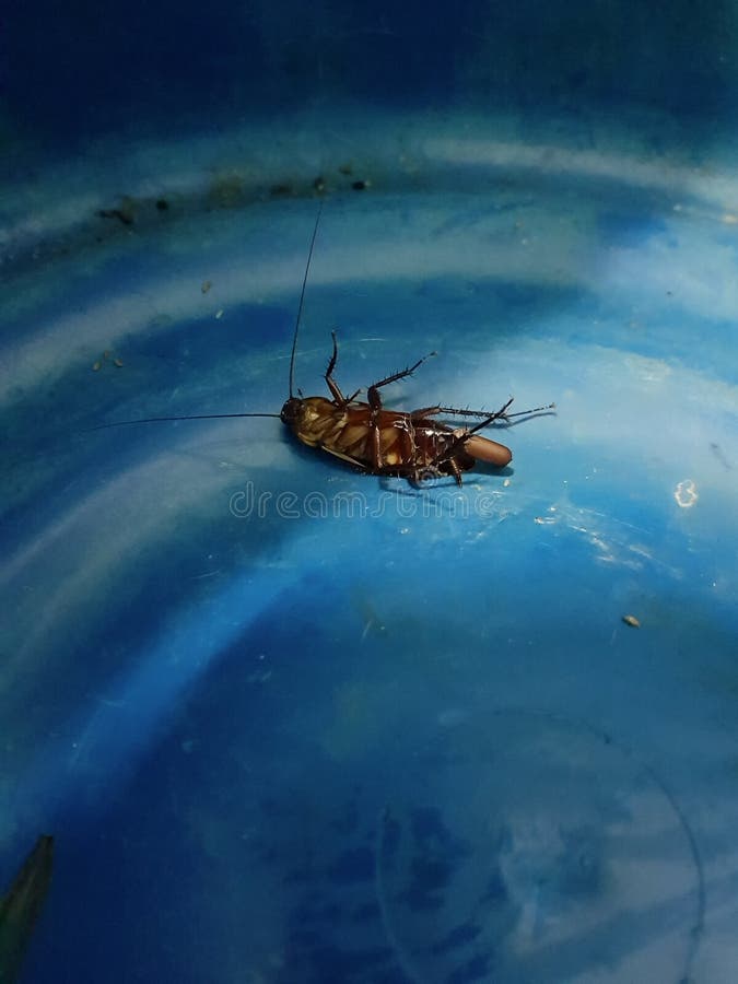 Cockroach Hole Stock Photos - Free & Royalty-Free Stock Photos from ...