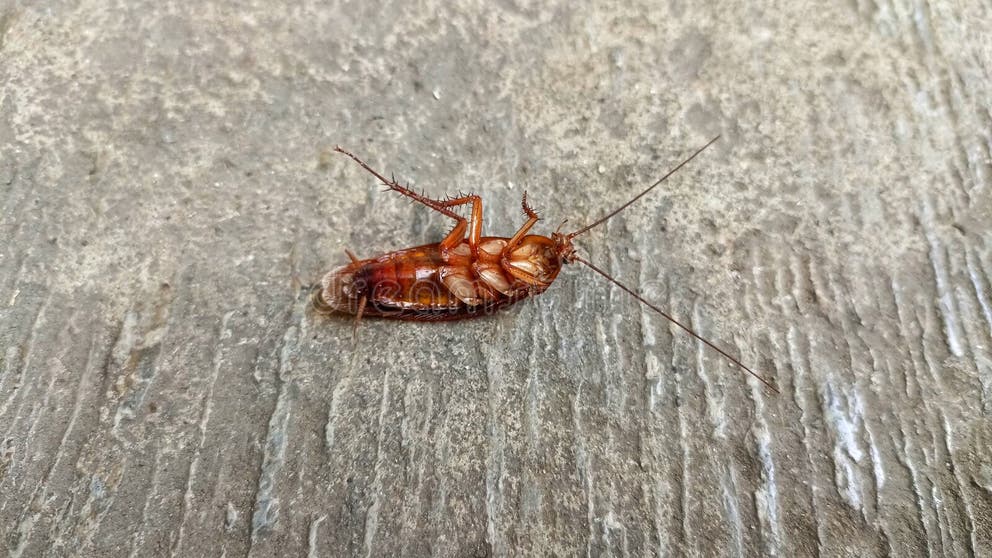 Cockroach Lying Dead on Concrete Floor Stock Photo - Image of cockroach ...