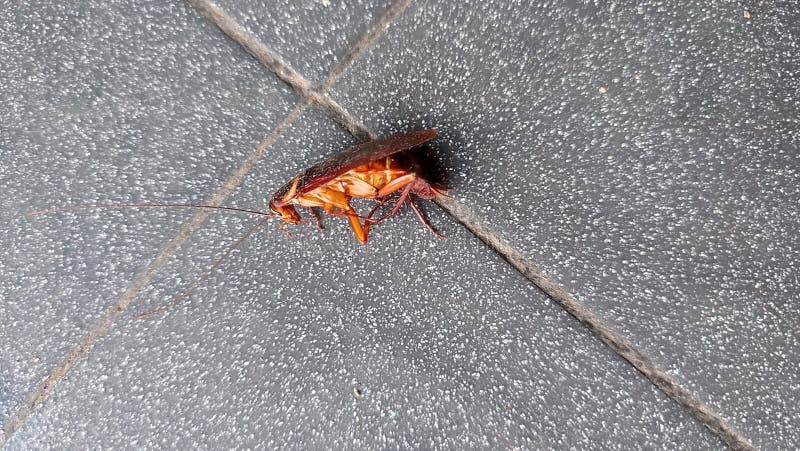 Cockroach Lying on Its Back Indoors Stock Photo - Image of infestation ...