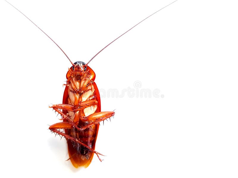 Cockroach Lying Upside Down Stock Image - Image of hairy, abdomen: 27509399