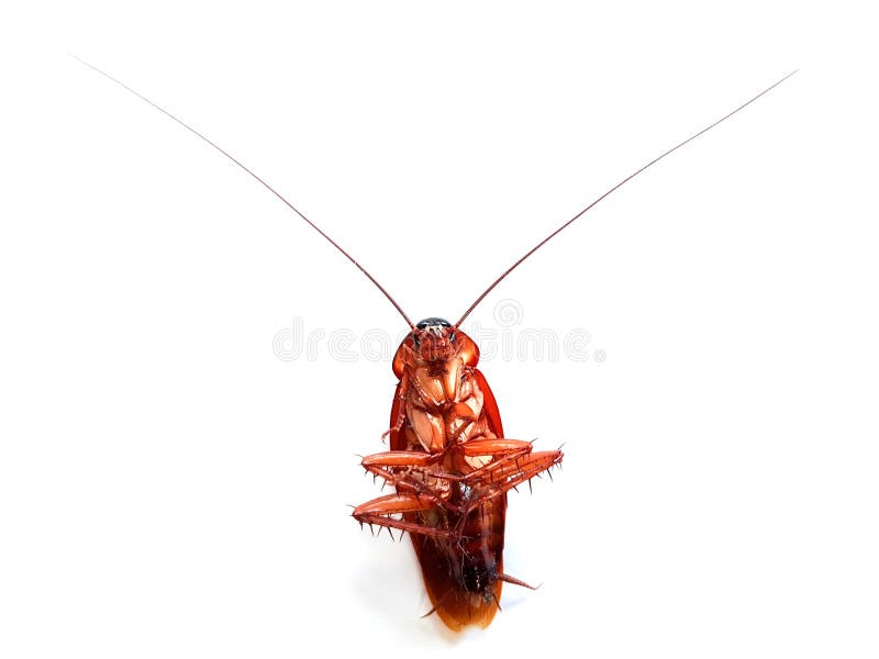 Cockroach Lying on Its Back Indoors Stock Photo - Image of infestation ...
