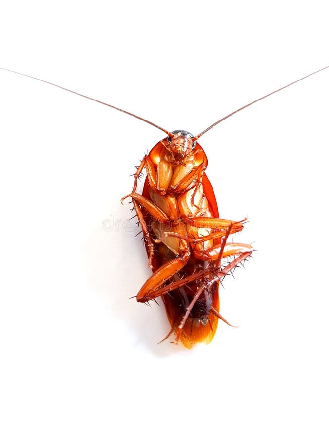 Cockroach Lying on Its Back Indoors Stock Photo - Image of infestation ...