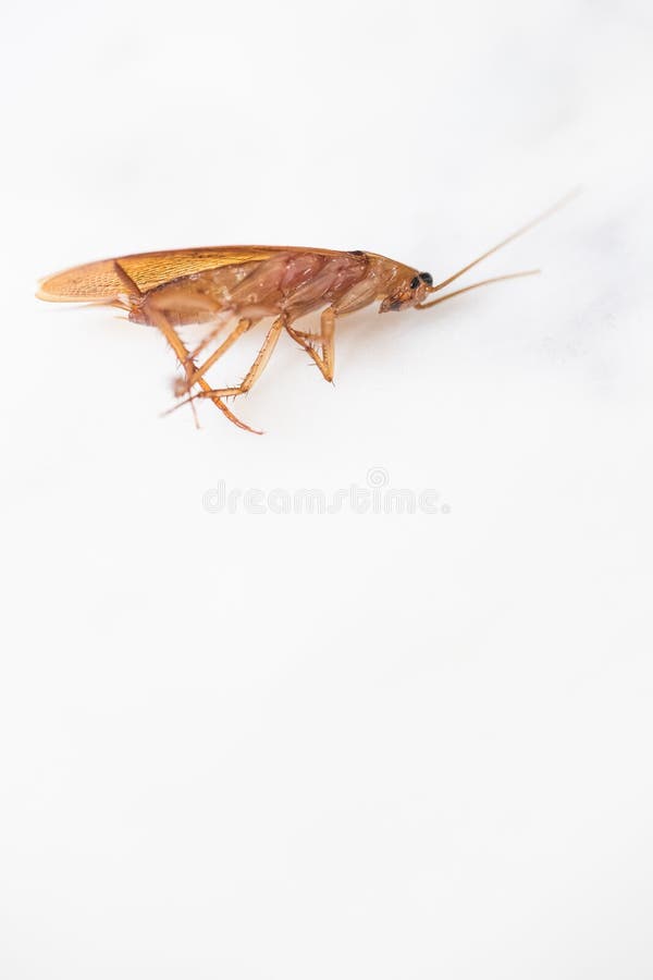 Cockroach stock photo. Image of wings, creature, dying - 75149974