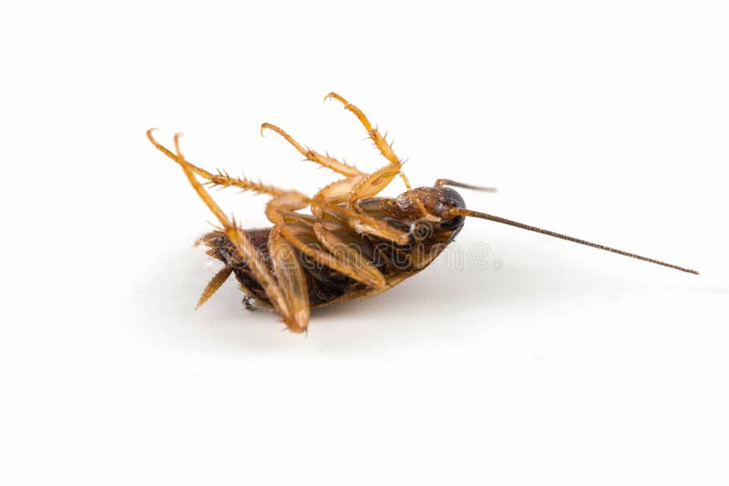Cockroach Lying on Its Back Indoors Stock Photo - Image of infestation ...