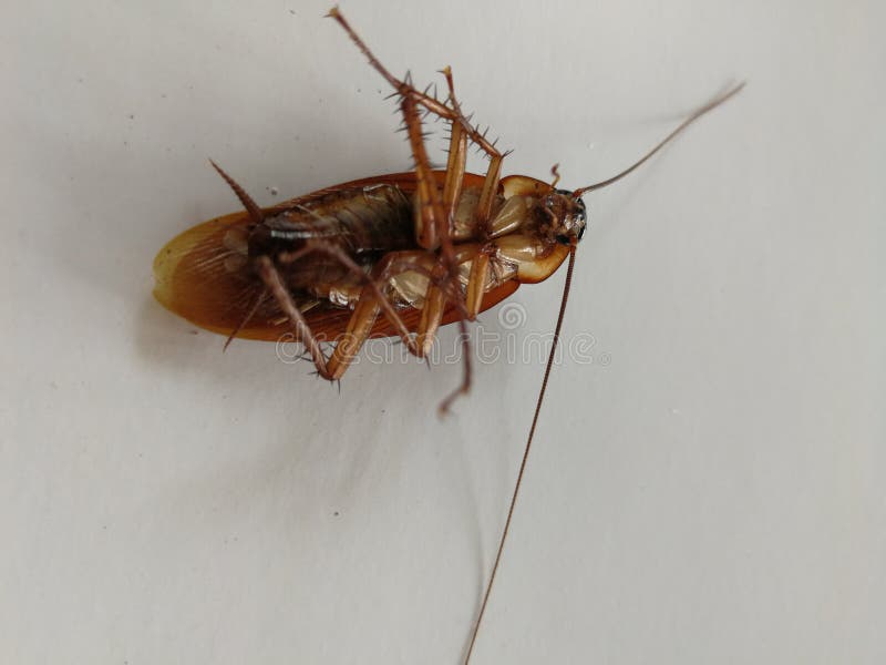 Dying cockroach stock image. Image of cockroach, killed - 9843181