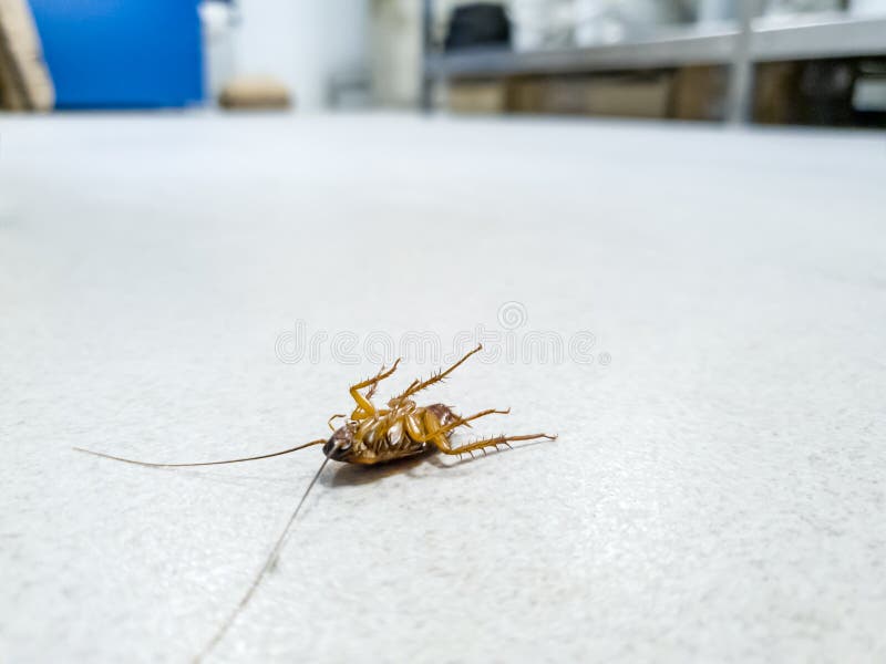 Cockroach Lying on Its Back Indoors Stock Photo - Image of infestation ...