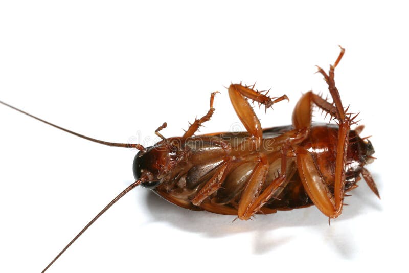 Cockroach macro stock photo. Image of infestation, hygiene - 1374178