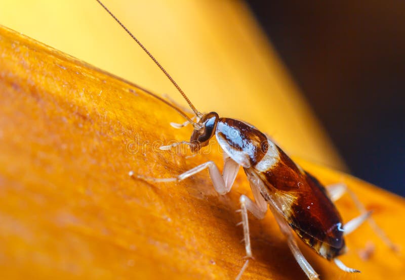 Dragonfly stock image. Image of nature, insect, grass - 15178737