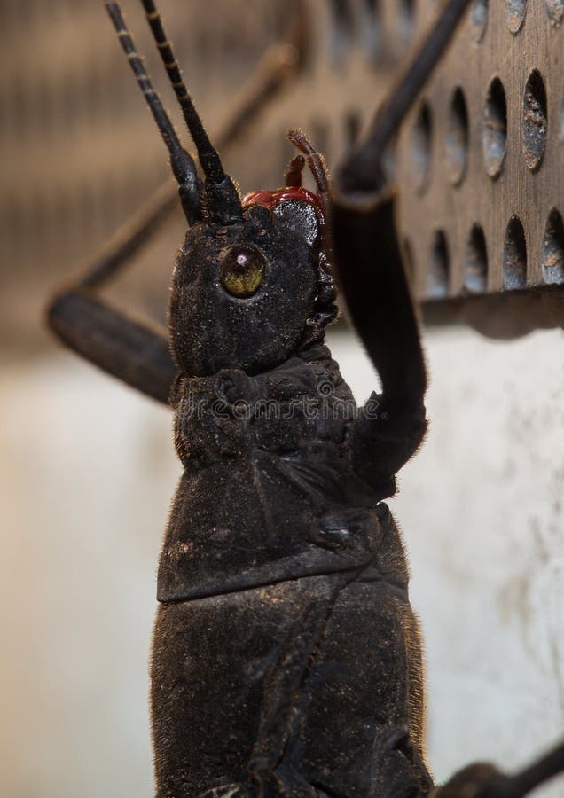 Cockroach macro stock photo. Image of infestation, hygiene - 1374178