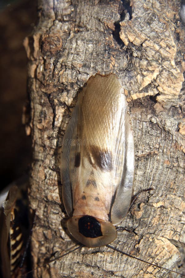 Cockroach stock photo. Image of jungle, creature, bark - 213907270