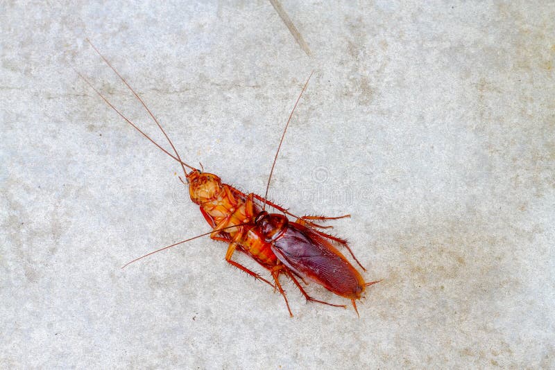 Cockroach Make Love on Concrete Floor Stock Image - Image of floor ...