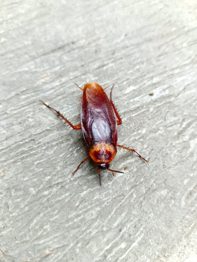 A Cockroach Missing Part of Its Leg Stock Image - Image of large ...