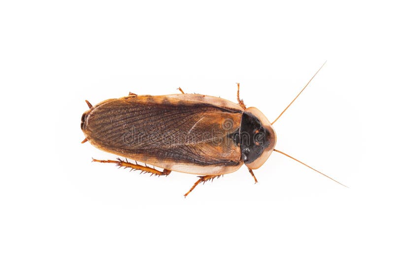 Madagascar Hissing Cockroach Profile Stock Image - Image of studio ...