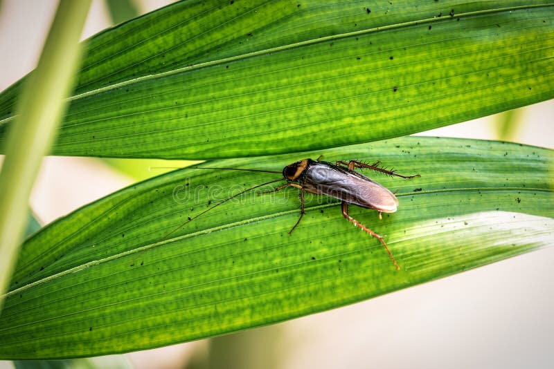 Cockroach on a palm leaf stock image. Image of parasite - 192875873