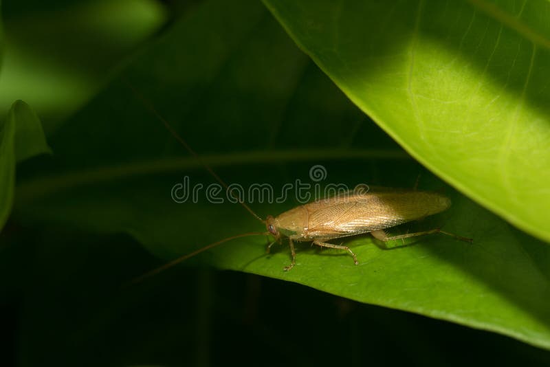 The cockroach stock image. Image of animal, beautiful - 176933529