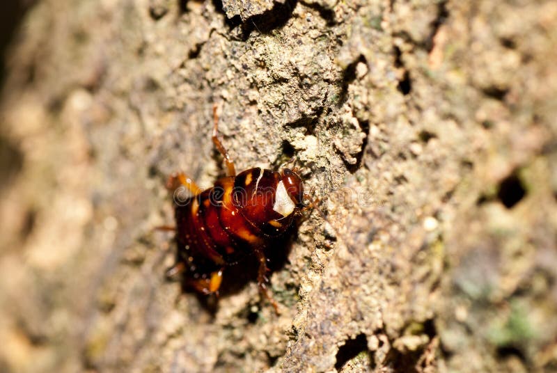 Cockroach Perched on a Tree Stock Image - Image of dead, antenna: 30521055