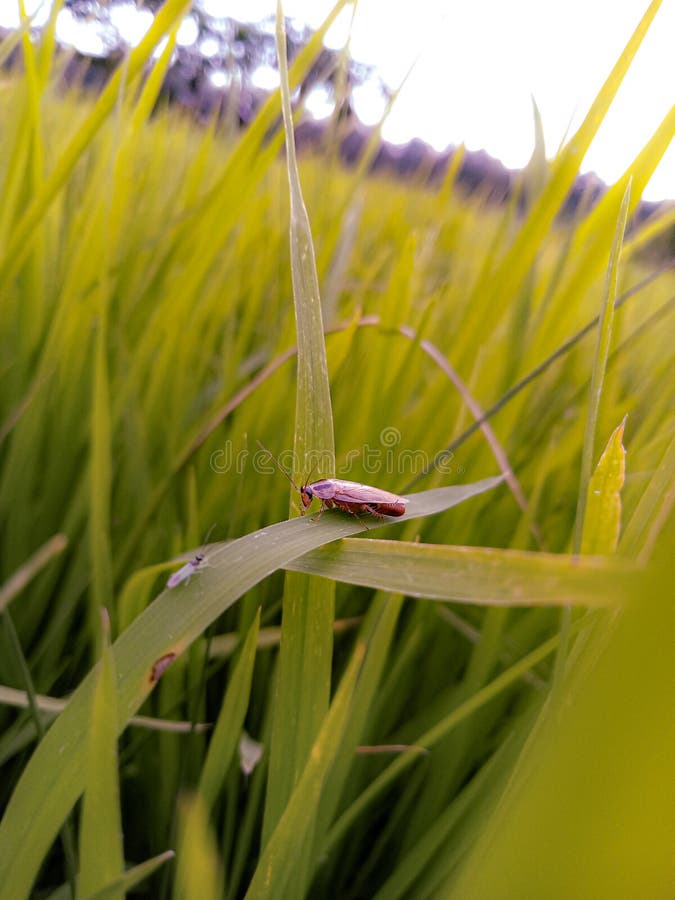 Cockroach Pests are Planted that are Green Stock Photo - Image of field ...