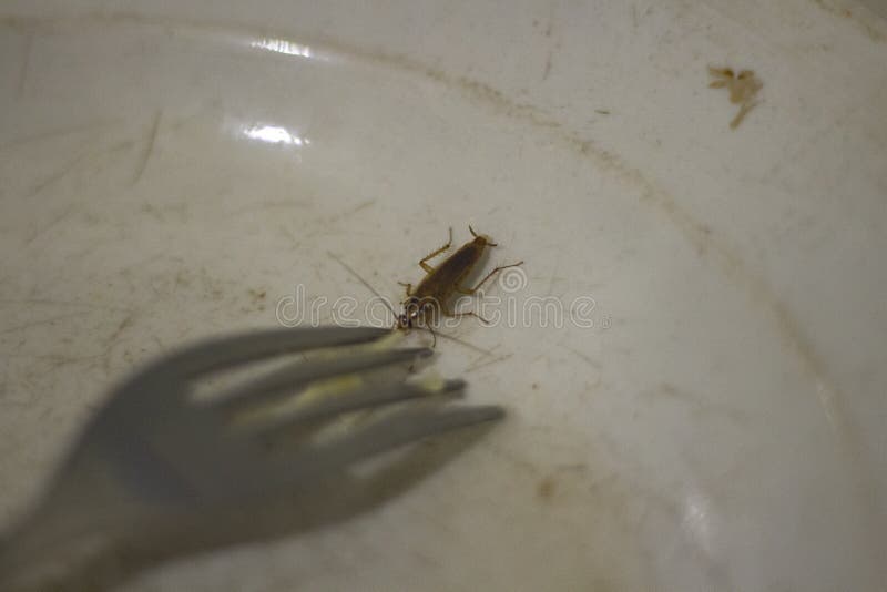 Cockroach on a Plate. the Insect is Crawling on the Dining Table Stock ...