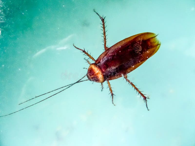 Cockroach in pool stock image. Image of pest, dirty, room - 55085361