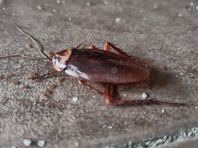 A Picture Of Cockroach Attack