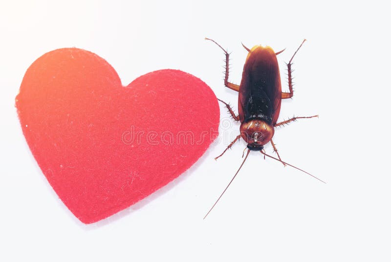 Cockroach with Red Hearth,love Concept Stock Photo - Image of creature ...