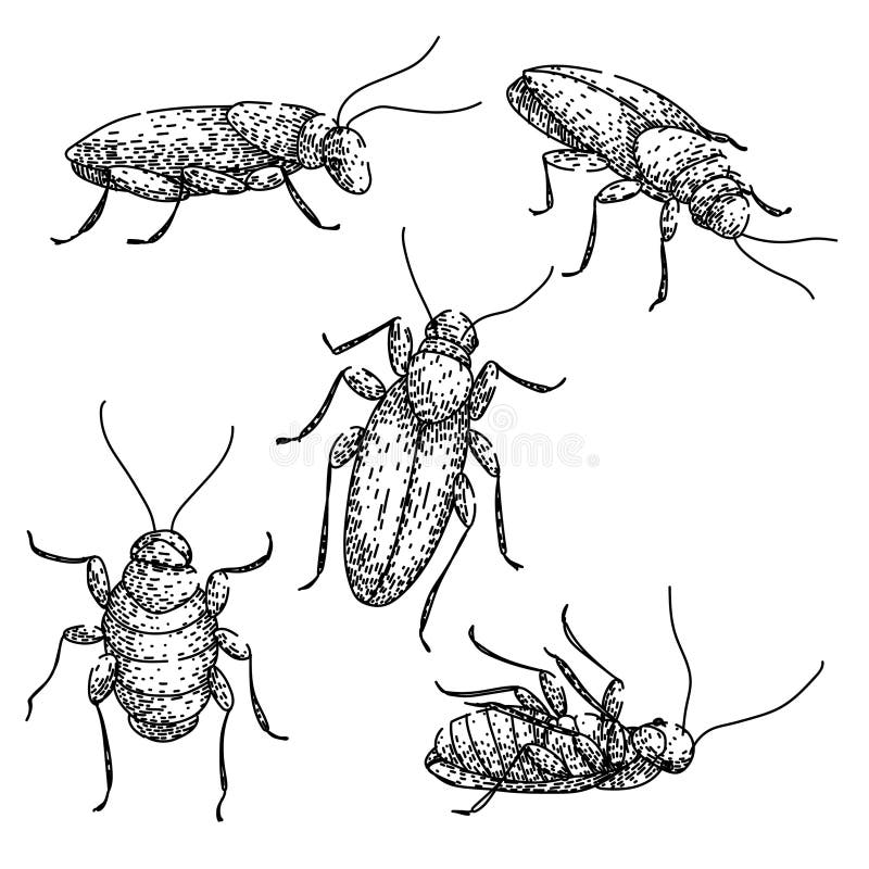 Cockroach Set Sketch Hand Drawn Vector Stock Vector - Illustration of ...