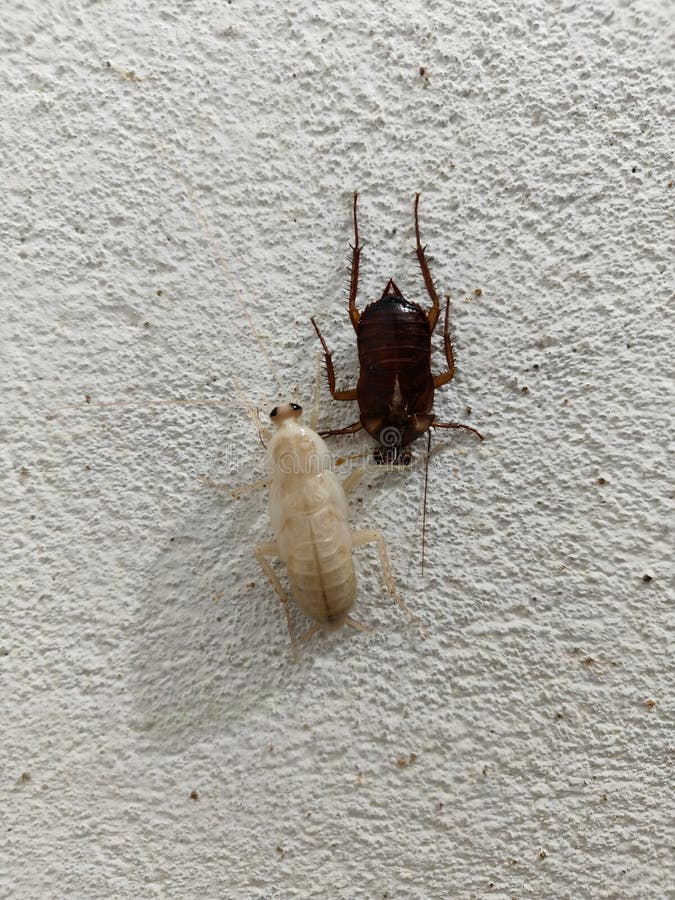 The Cockroach is Shedding Its Skin Stock Photo - Image of honeybee ...