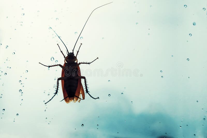 Shower Cockroach Stock Photos - Free & Royalty-Free Stock Photos from ...