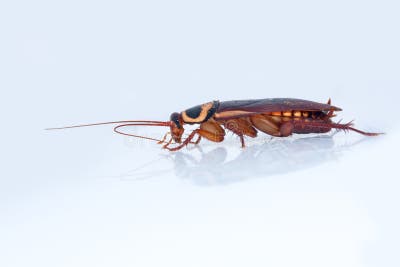 Cockroach side-view stock image. Image of cockroach, reflection - 7585017