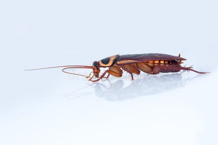 Cockroach side-view stock image. Image of cockroach, reflection - 7585017