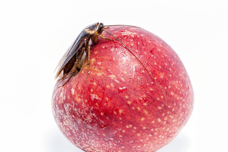 Cockroach Sitting and Eating Grapes, Concept of Cleanliness. Cl Stock ...