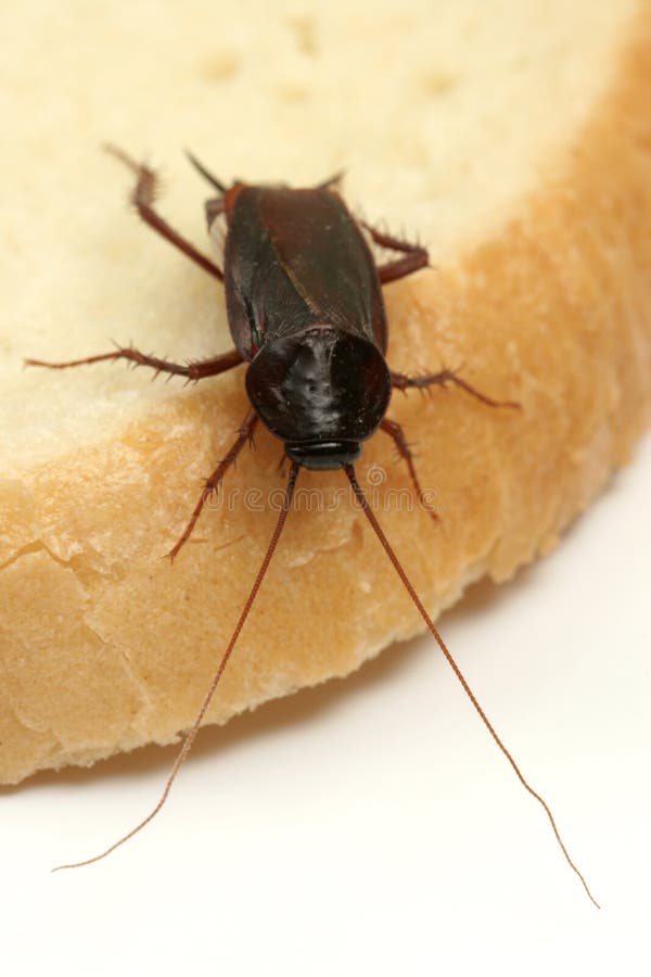 Cockroach on a Slice of Bread Stock Photo - Image of background ...