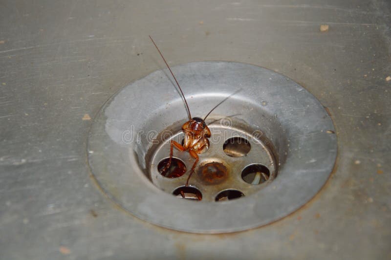 Cockroach Struck in Sink Hole Stock Image - Image of hole, sink: 50187655