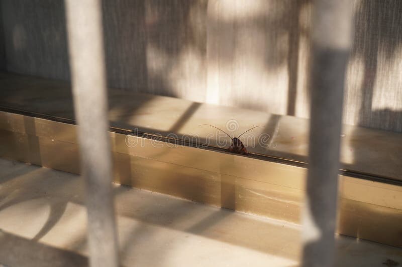 Cockroach Stuck Halfway in Window Frame Stock Photo - Image of yellow ...