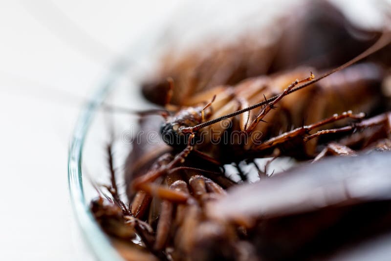 Cockroach For Study Finding Parasites In Laboratory. Stock Image ...