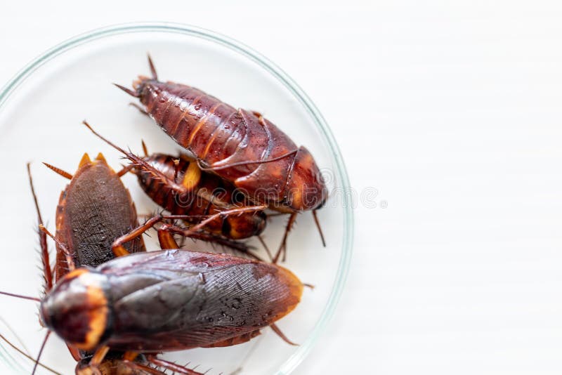 Cockroach for Study Finding Parasites in Laboratory. Stock Photo ...