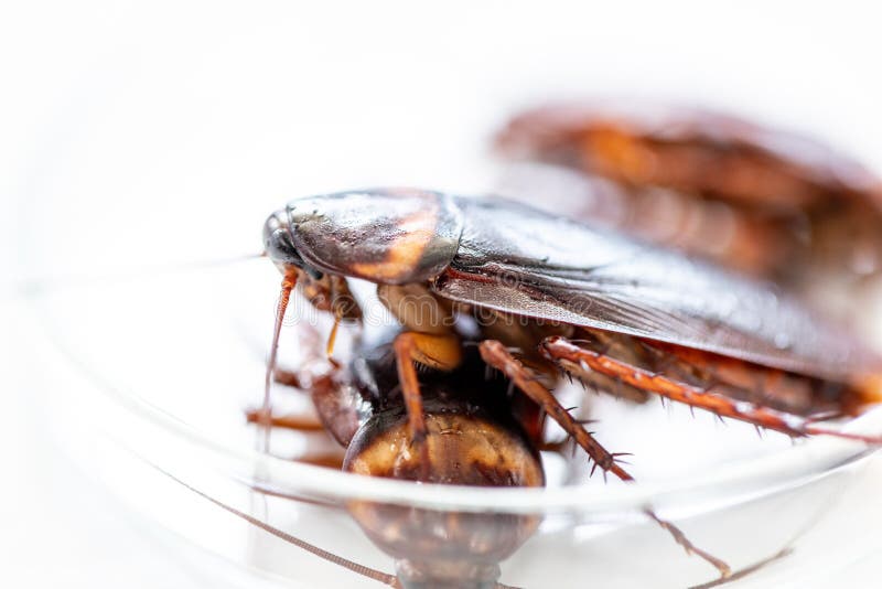 Cockroach for Study Finding Parasites in Laboratory. Stock Photo ...