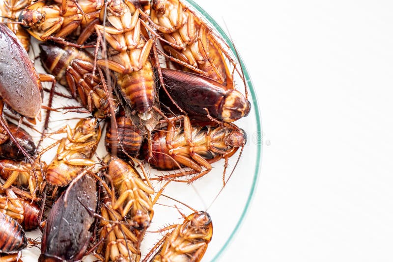 Cockroach for Study Finding Parasites in Laboratory. Stock Image ...