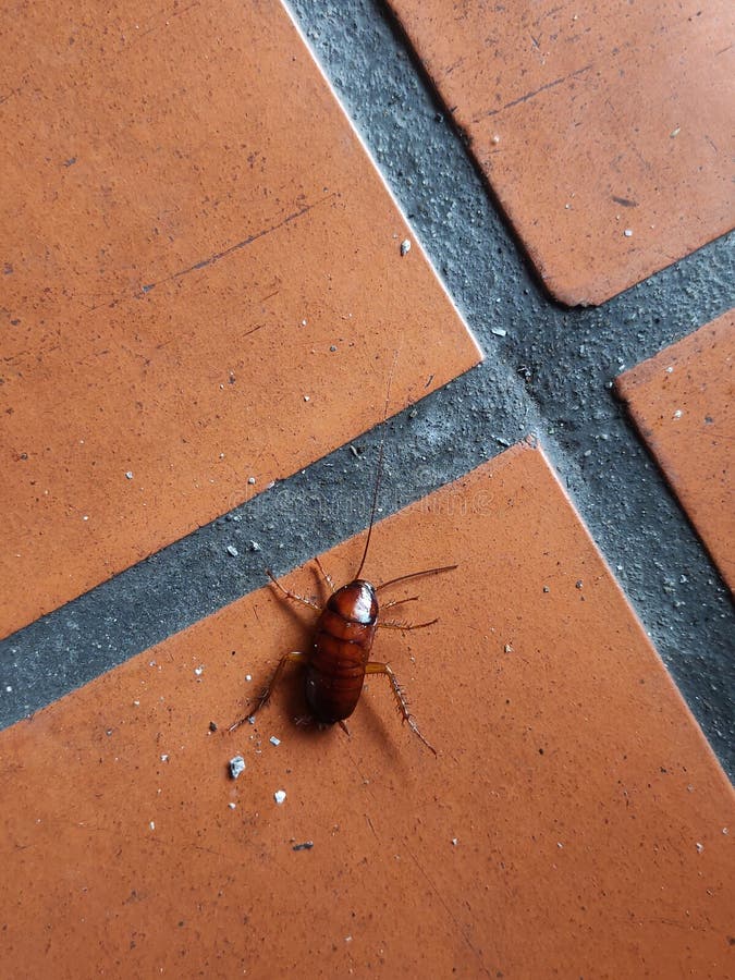 Cockroach on the Tile Floor Top View Stock Photo - Image of macro, tile ...