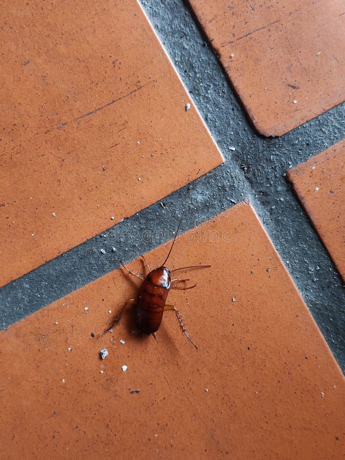 Cockroach on the Tile Floor Top View Stock Image - Image of cockroach ...
