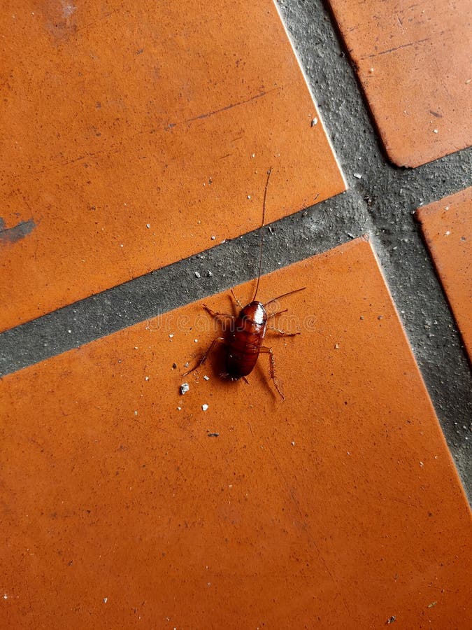 922 Cockroach Top View Stock Photos - Free & Royalty-Free Stock Photos ...