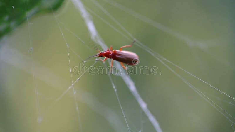 Cockroach in a trap stock footage. Video of spider, trap - 48010532
