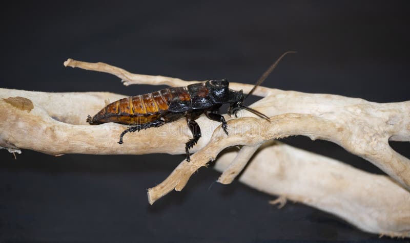 Living Neopteran Insects Stock Photos - Free & Royalty-Free Stock ...