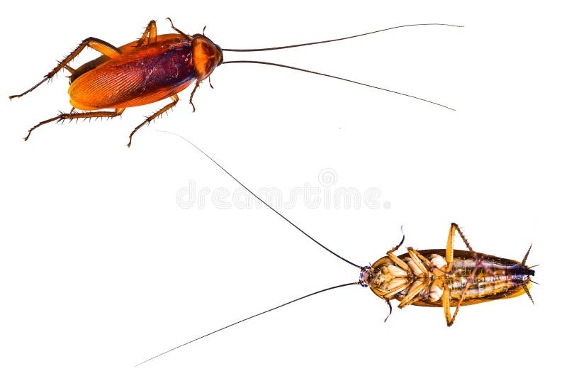 252 Cockroach Side Stock Photos - Free & Royalty-Free Stock Photos from ...