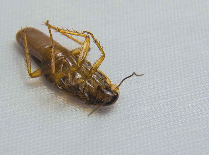 Cockroach Under the Influence of Poison Stock Photo - Image of dead ...