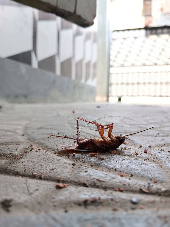 Cockroach Upside Down on the Floor Stock Photo - Image of floor ...