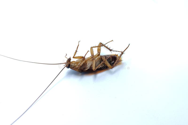 Cockroach on a White Back Ground. Stock Image - Image of antenna ...